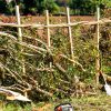 Hedgelaying Styles – National Hedgelaying Society