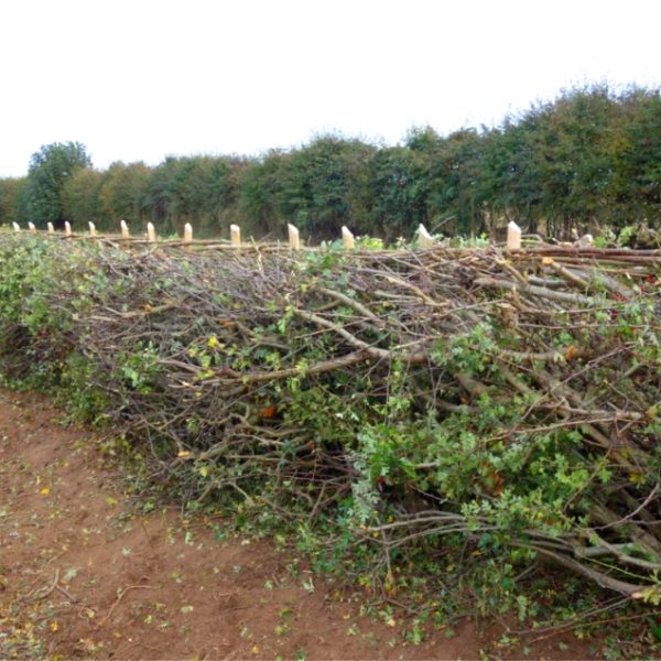 Hedgelaying Styles – National Hedgelaying Society