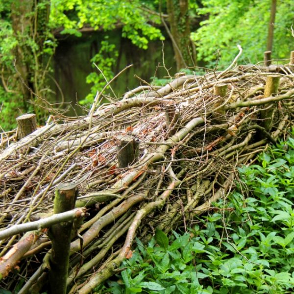 Hedgelaying Styles – National Hedgelaying Society