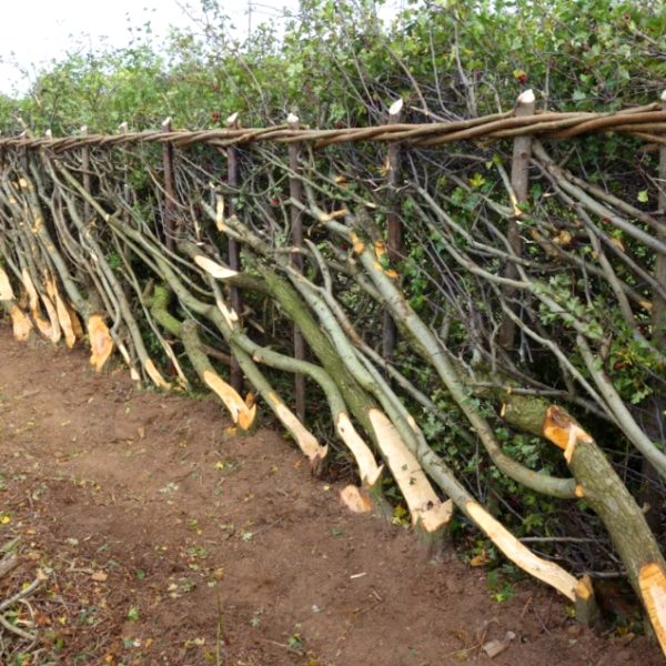 Hedgelaying Styles – National Hedgelaying Society