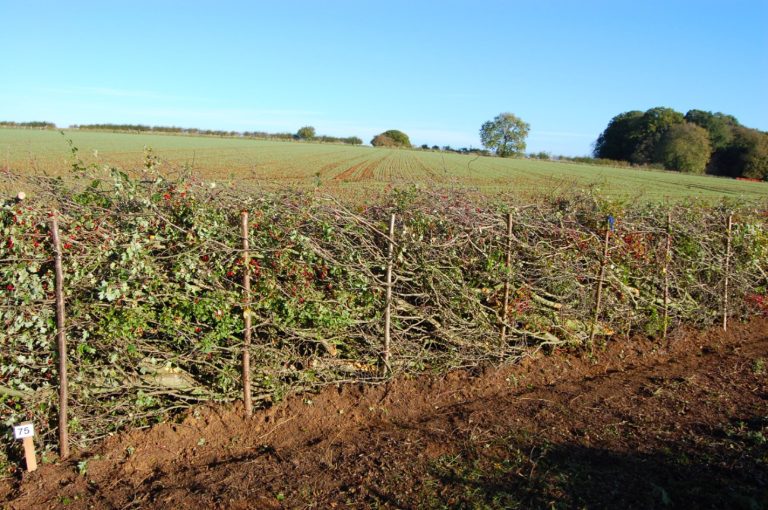 Hedgelaying Styles – National Hedgelaying Society