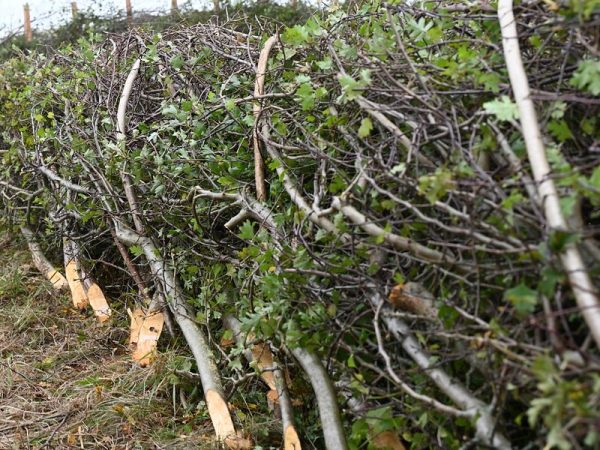 Hedgelaying Styles – National Hedgelaying Society