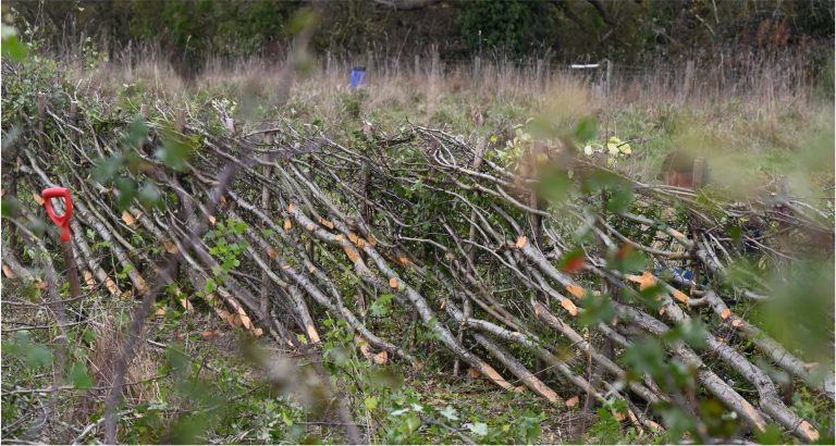 Hedgelaying Styles – National Hedgelaying Society