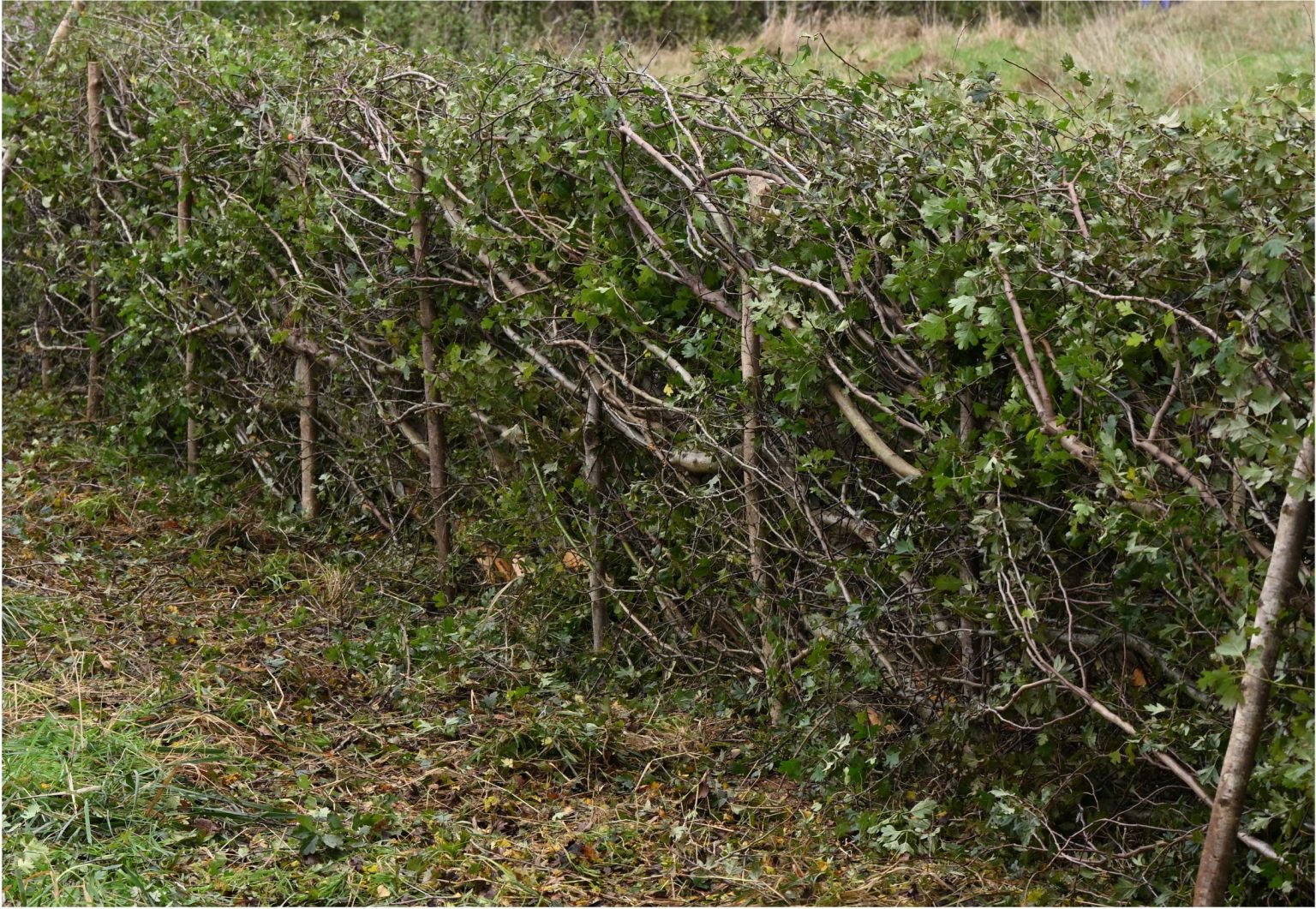 Hedgelaying Styles – National Hedgelaying Society