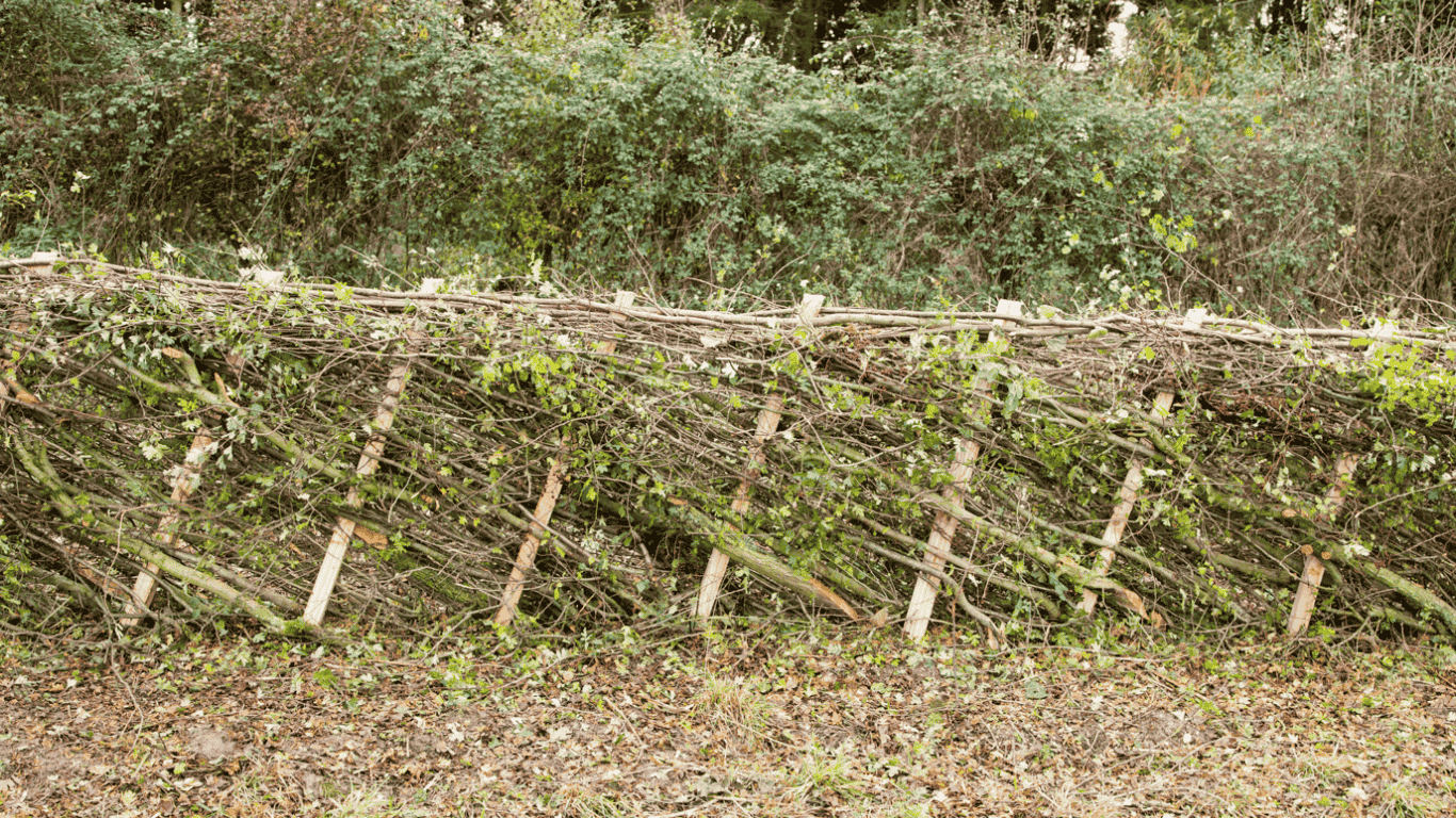 Hedgelaying Styles – National Hedgelaying Society